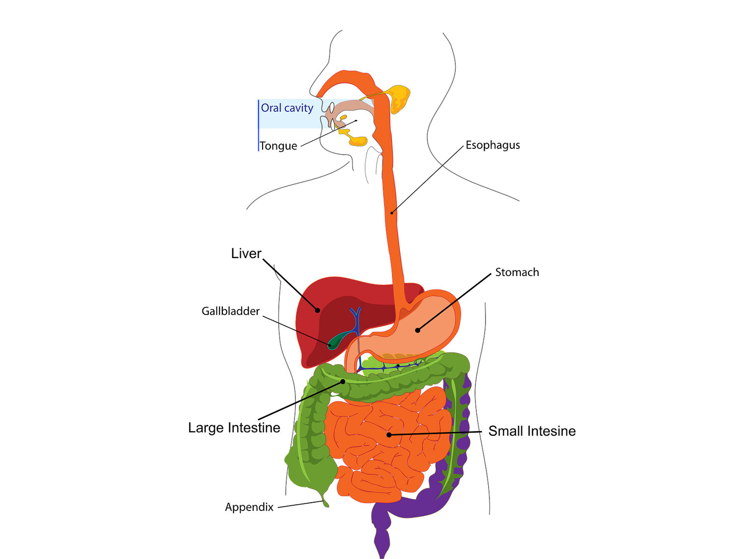 Fun facts about digestive system – BODEWELLS - AUSTRALIA MADE